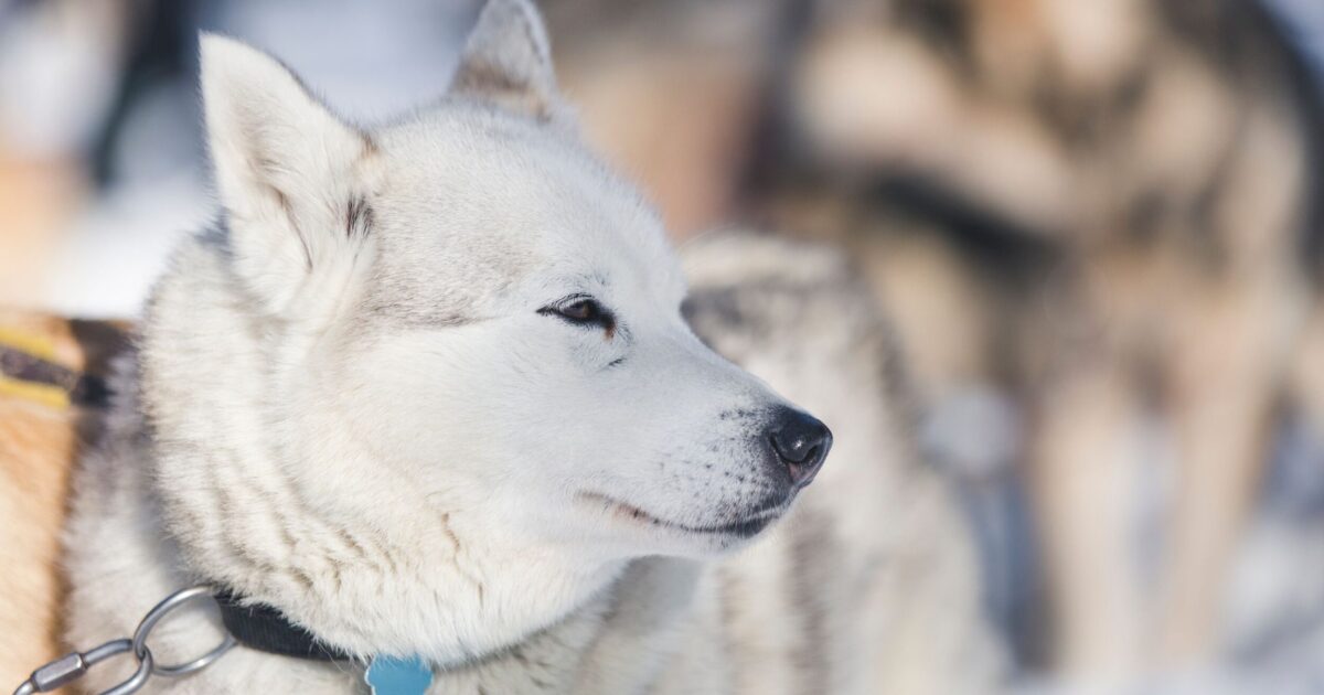 Where to go dog sledding in Quebec? Top 8 best experiences - Authentic ...