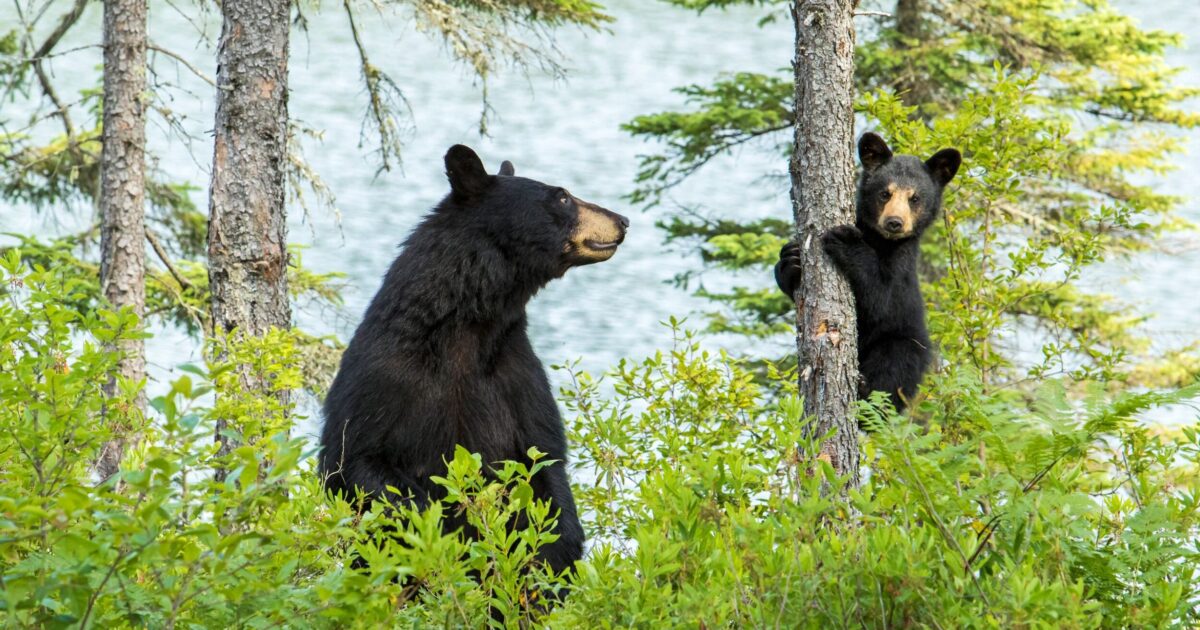 Animaux du Canada : guide complet pour observer la faune sauvage ...